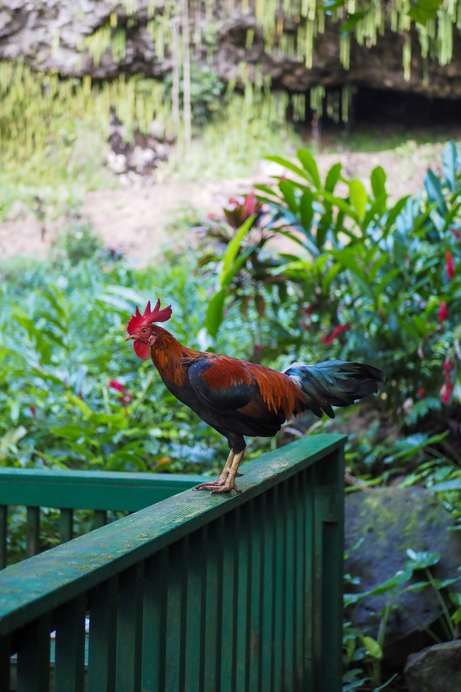 7 Day Kauai Itinerary: Explore All of Kauai in a Week - Wanderful Plans