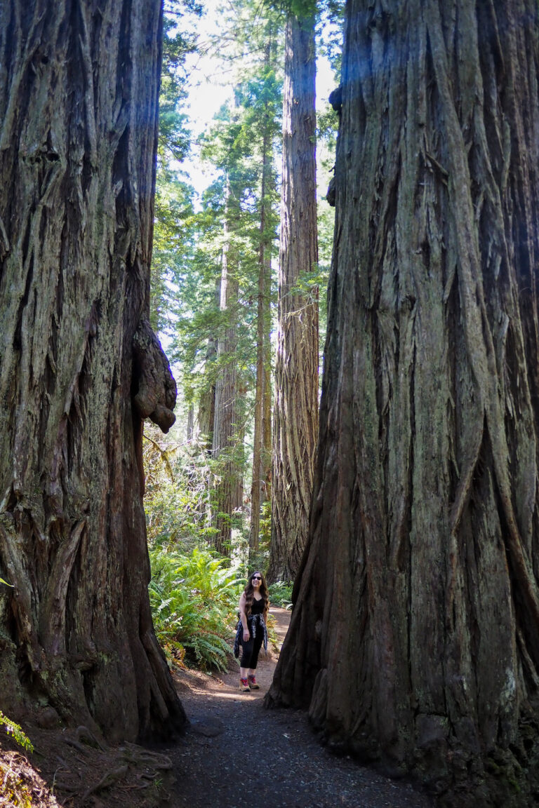 Visiting Redwood National Park: 3 Day Itinerary - Wanderful Plans