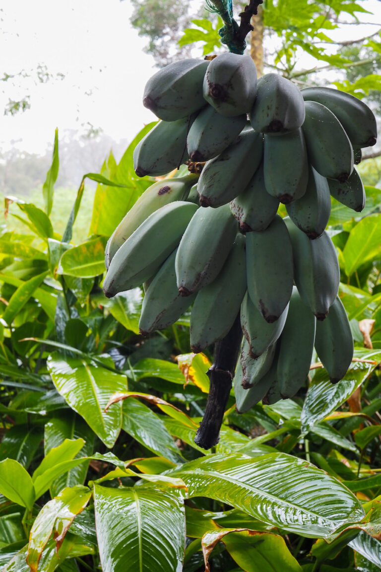Best Stops on Maui's Road to Hana (with Map) - Wanderful Plans