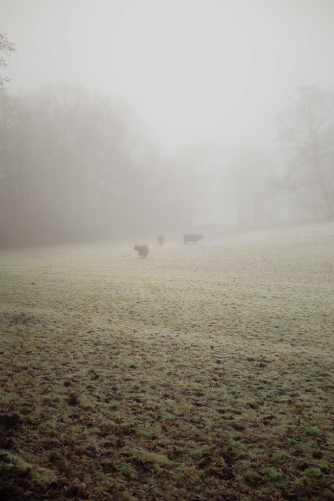 Guide to Visiting Pollok Country Park in Glasgow Scotland - Wanderful Plans