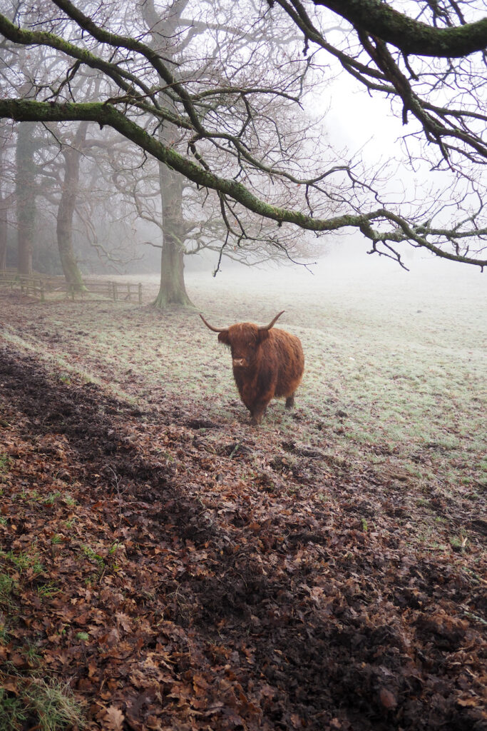 Guide to Visiting Pollok Country Park in Glasgow Scotland - Wanderful Plans