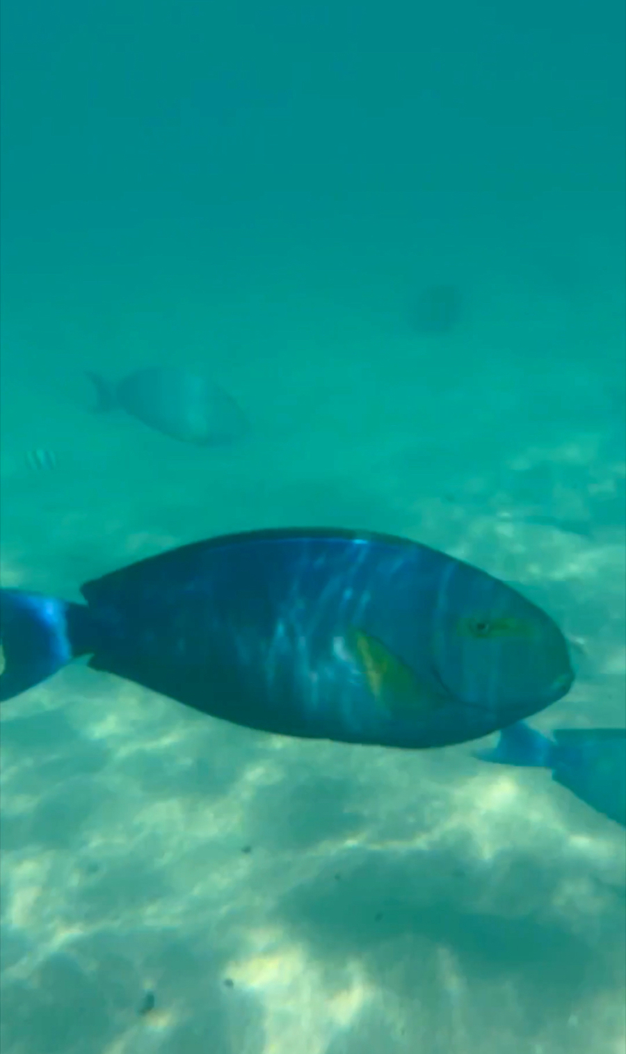 Lydgate Beach: Best Snorkeling Beach in Kauai's East Shore - Wanderful ...